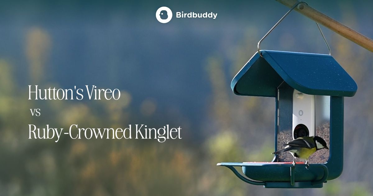 Hutton's Vireo vs Ruby-Crowned Kinglet - Birdbuddy WIKI