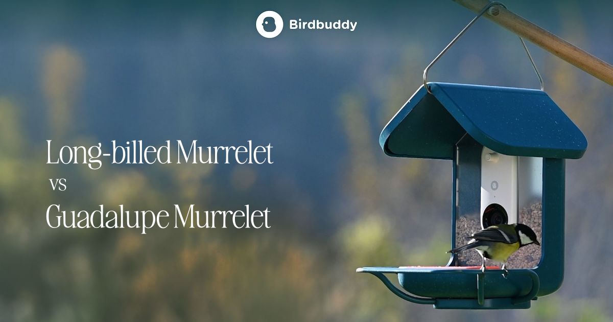 Long-billed Murrelet vs Guadalupe Murrelet - Birdbuddy WIKI