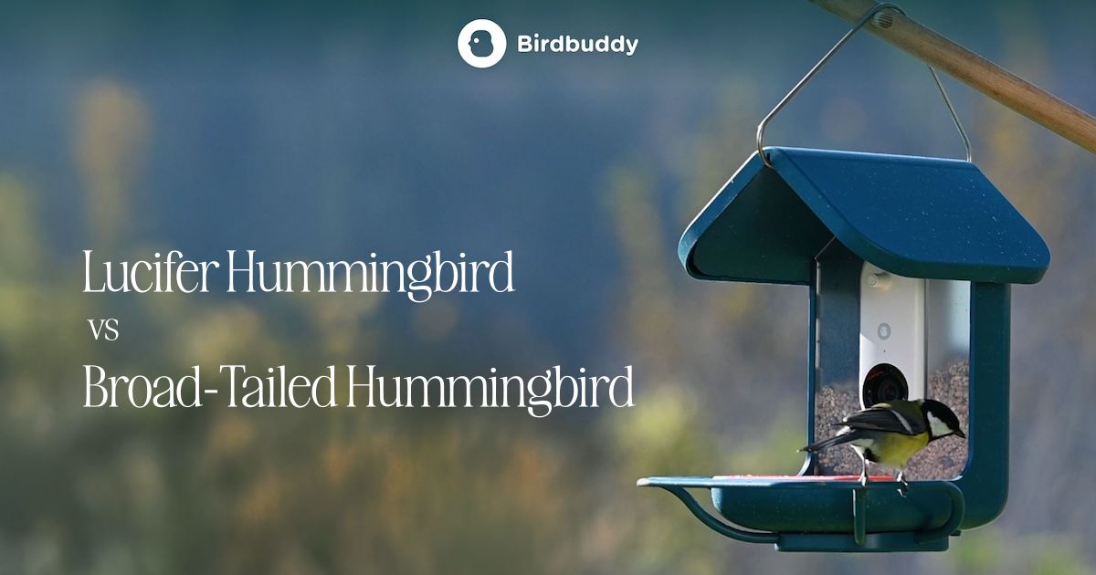Lucifer Hummingbird vs Broad-Tailed Hummingbird - Birdbuddy WIKI