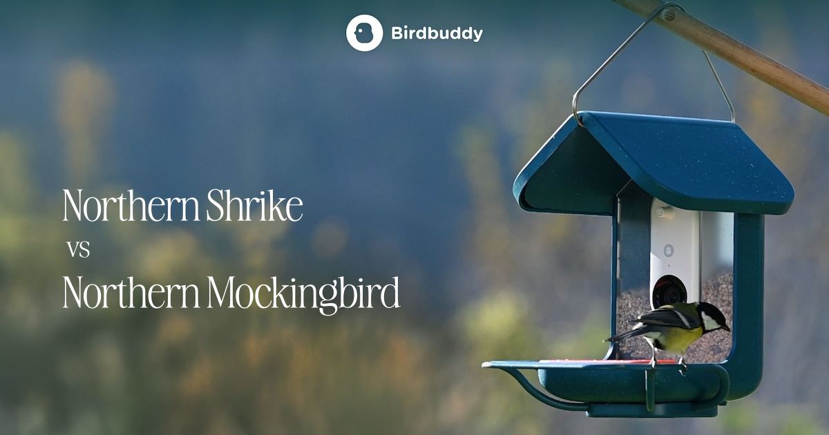Northern Shrike vs Northern Mockingbird - Birdbuddy WIKI