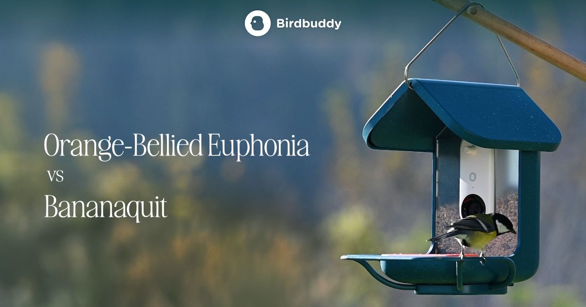 Orange-Bellied Euphonia vs Bananaquit - Birdbuddy WIKI