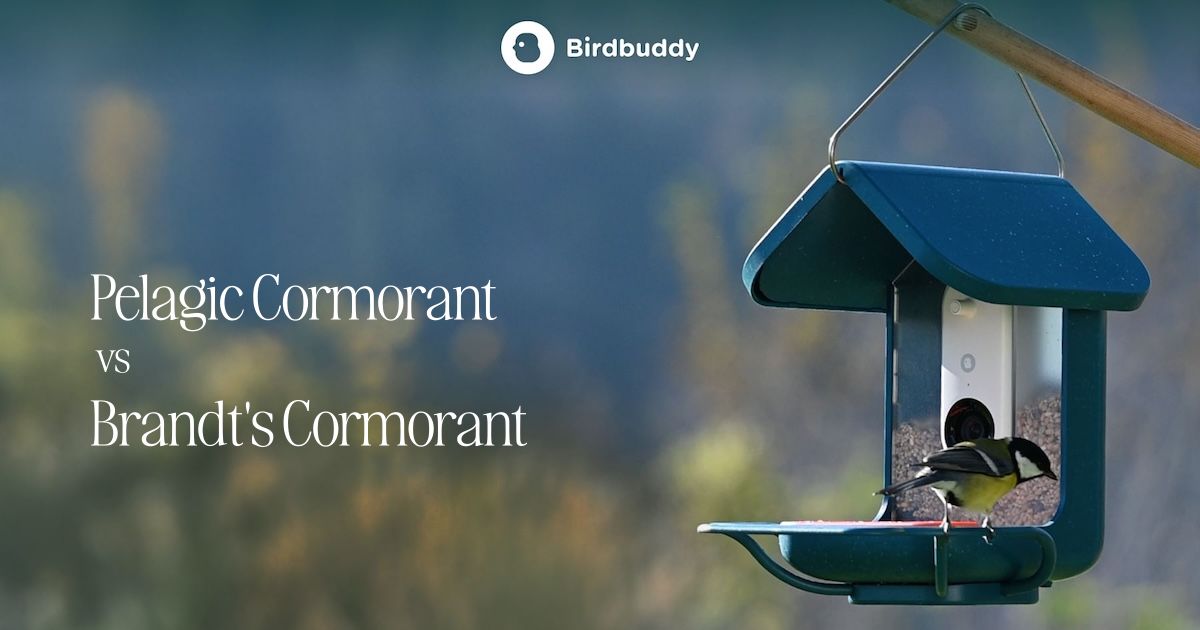 Pelagic Cormorant vs Brandt's Cormorant - Birdbuddy WIKI
