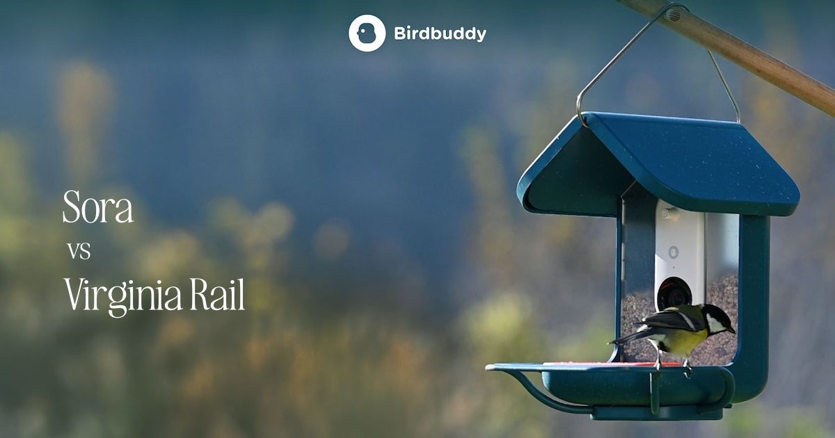 Sora vs Virginia Rail - Birdbuddy WIKI