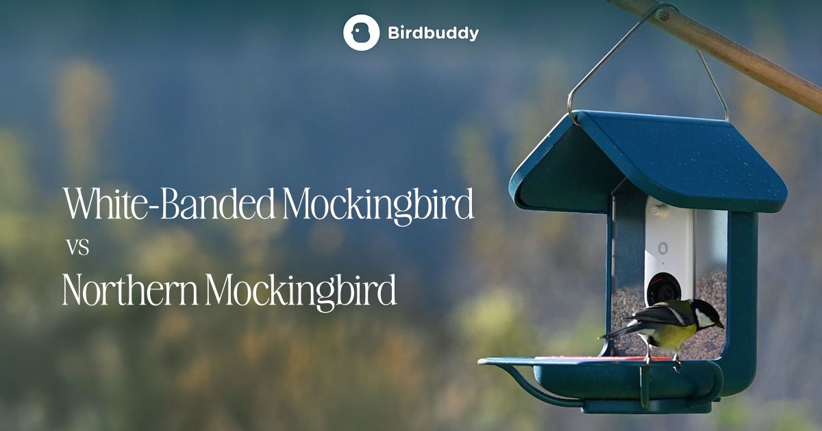 White-Banded Mockingbird vs Northern Mockingbird - Birdbuddy WIKI