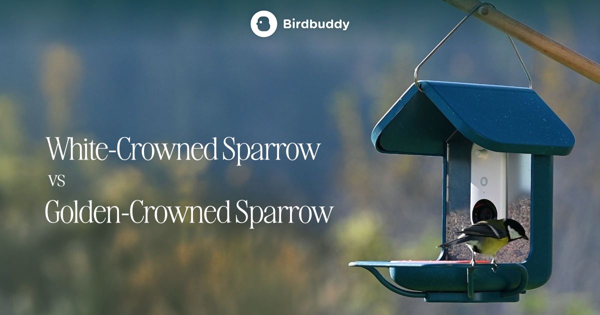White-Crowned Sparrow vs Golden-Crowned Sparrow - Birdbuddy WIKI