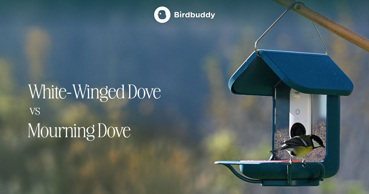 White-Winged Dove vs Mourning Dove - Birdbuddy WIKI
