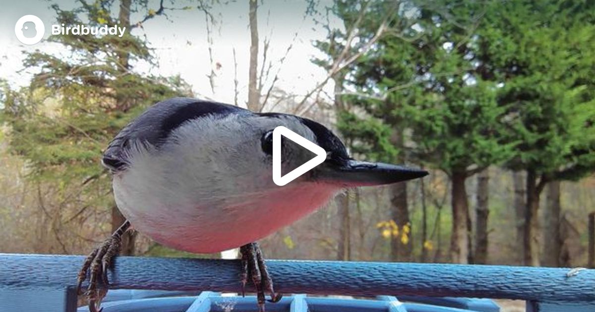 Check out video of Tufted Titmouse, White-Breasted Nuthatch landing on ...