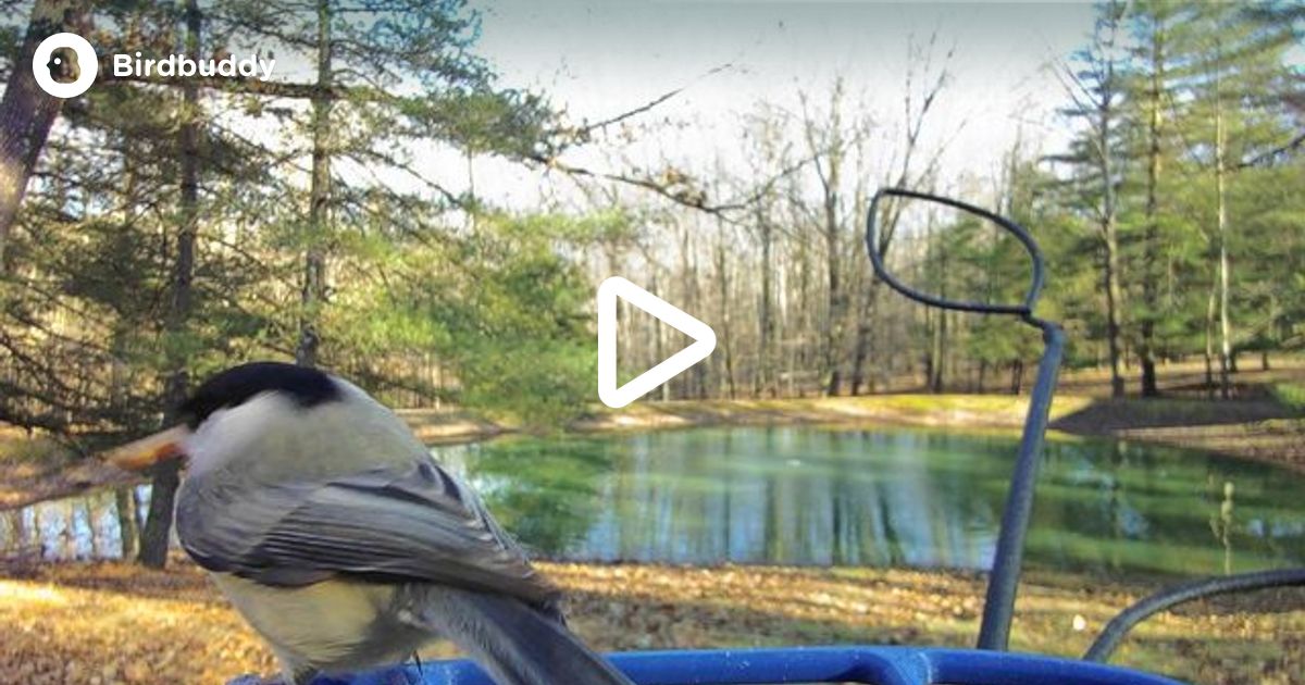 Check out video of White-Breasted Nuthatch, Carolina Chickadee landing ...