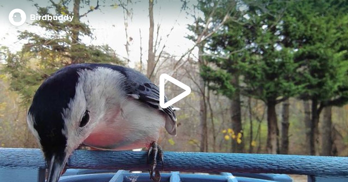 Check out video of Tufted Titmouse, White-Breasted Nuthatch landing on ...