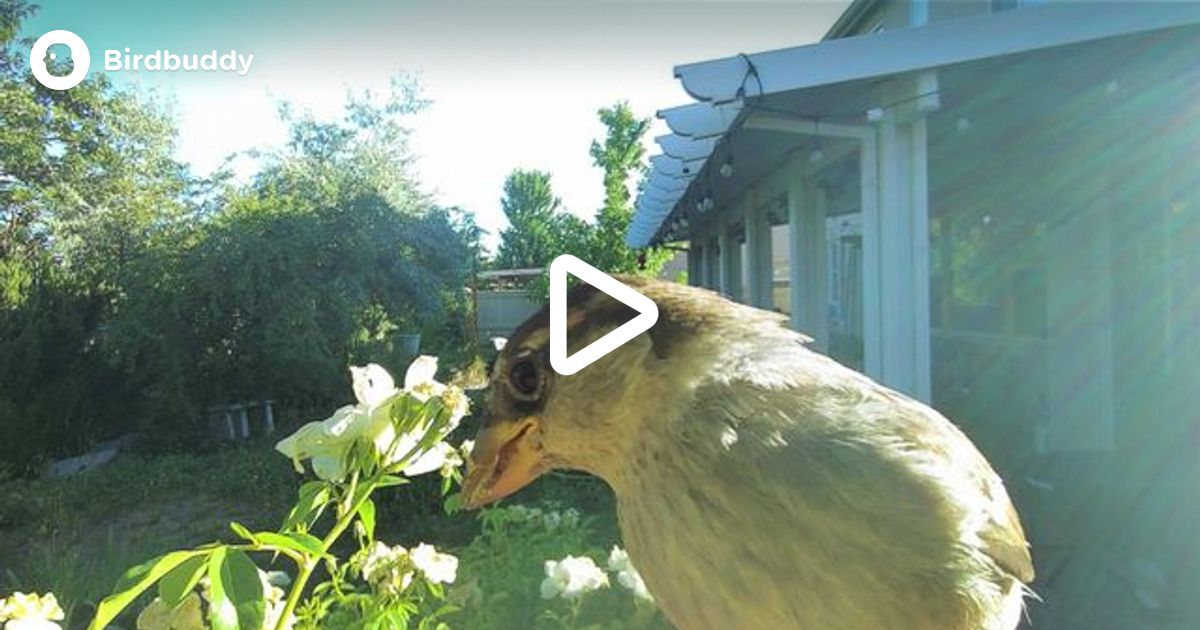 Check out video of Brown-Headed Cowbird landing on ceragioli's Bird ...
