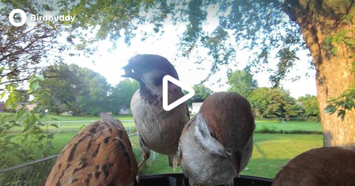 Check out video of House Sparrow landing on lmezera0816's Bird Buddy feeder