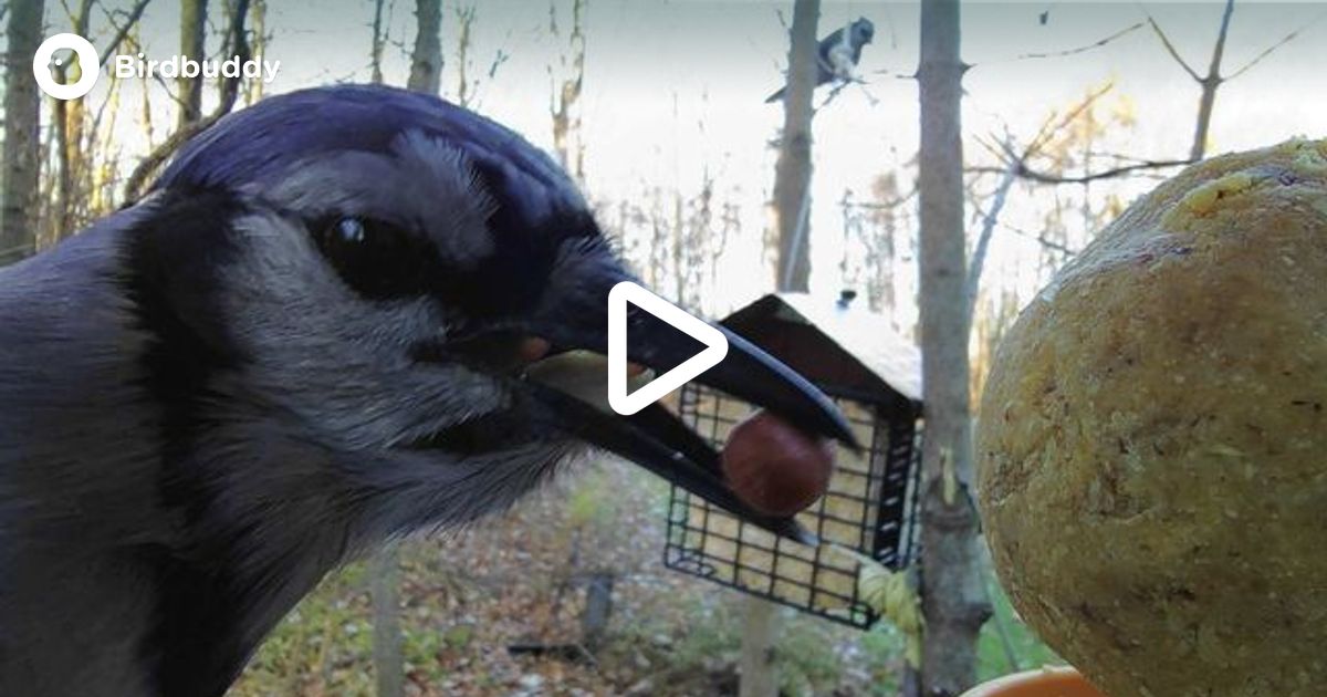 Check out video of Blue Jay landing on FOREST CAM #1 feeder