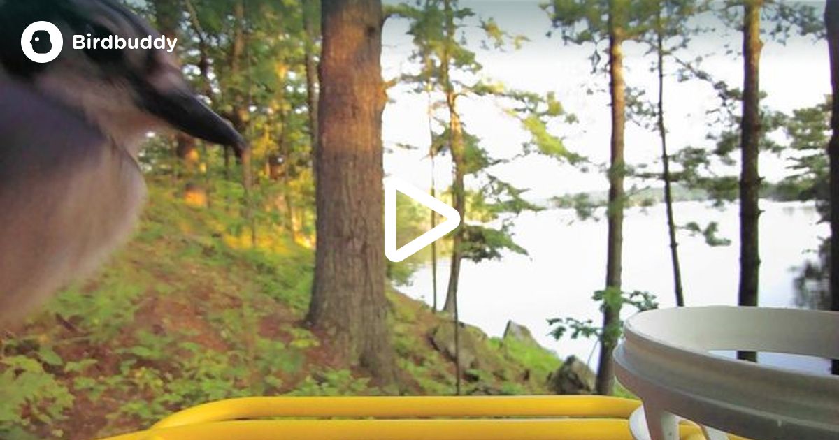 Check out video of Blue Jay landing on The Birdy Show feeder