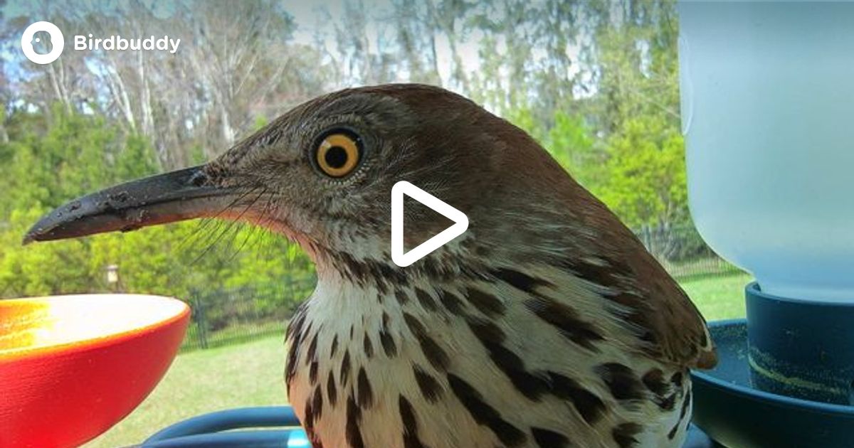 Check out video of Brown Thrasher landing on Georgia Blues feeder