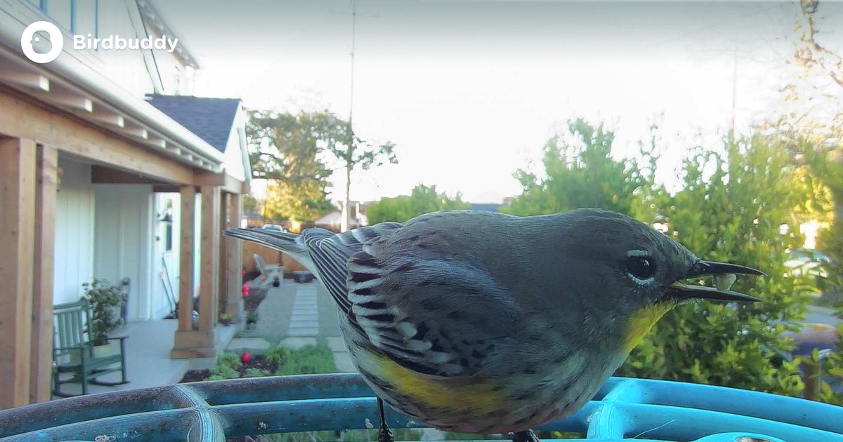 Check out Yellow-Rumped Warbler that landed on Chez Volk feeder