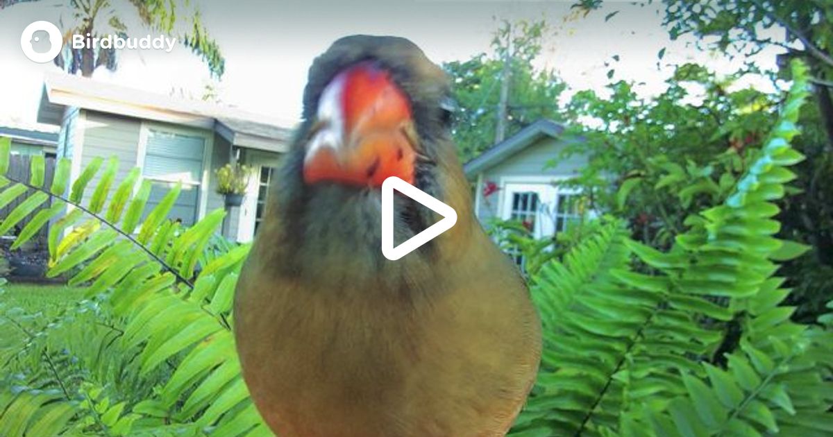 Check out video of Northern Cardinal landing on Dew Drops and Down 2 feeder