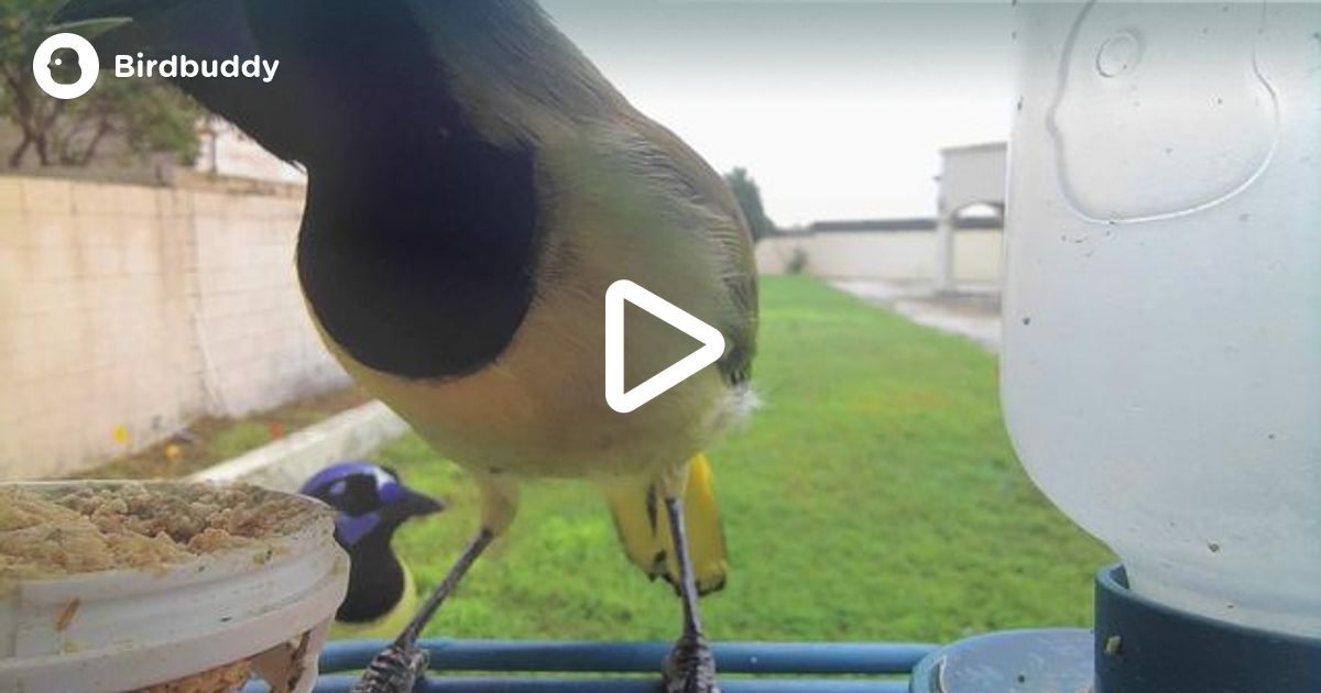 Check out video of Green Jay, Common Grackle landing on Casa Bird Buddy ...
