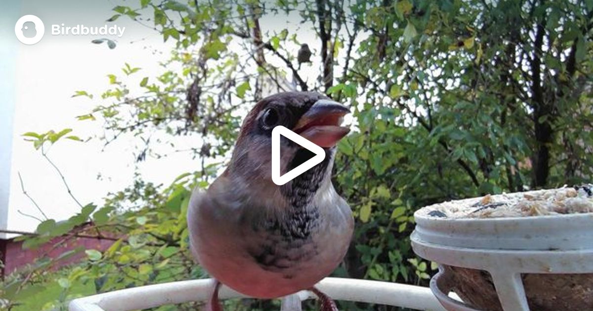 Check out video of House Sparrow landing on Royal Feeder feeder