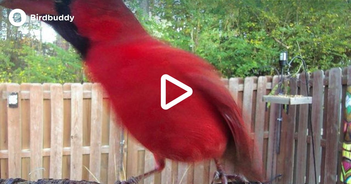 Check out video of Carolina Wren, Northern Cardinal landing on ...