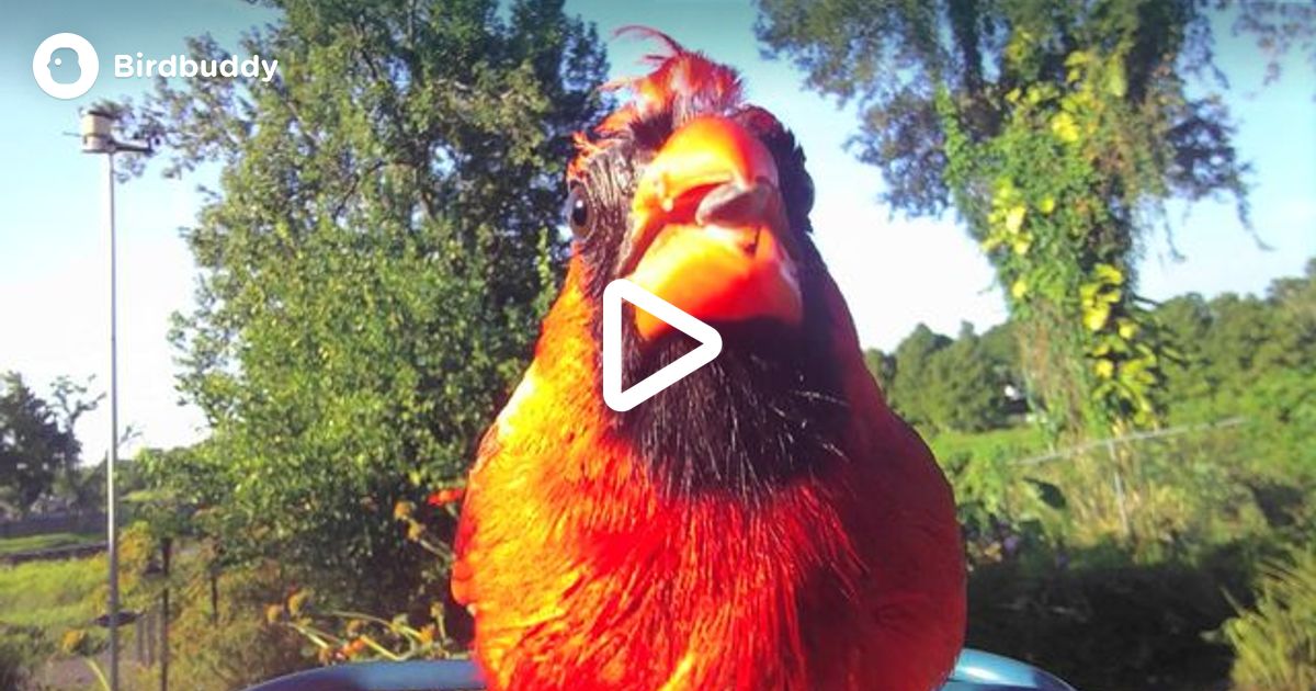 Check out video of Northern Cardinal landing on radonman22's Spare Bird ...