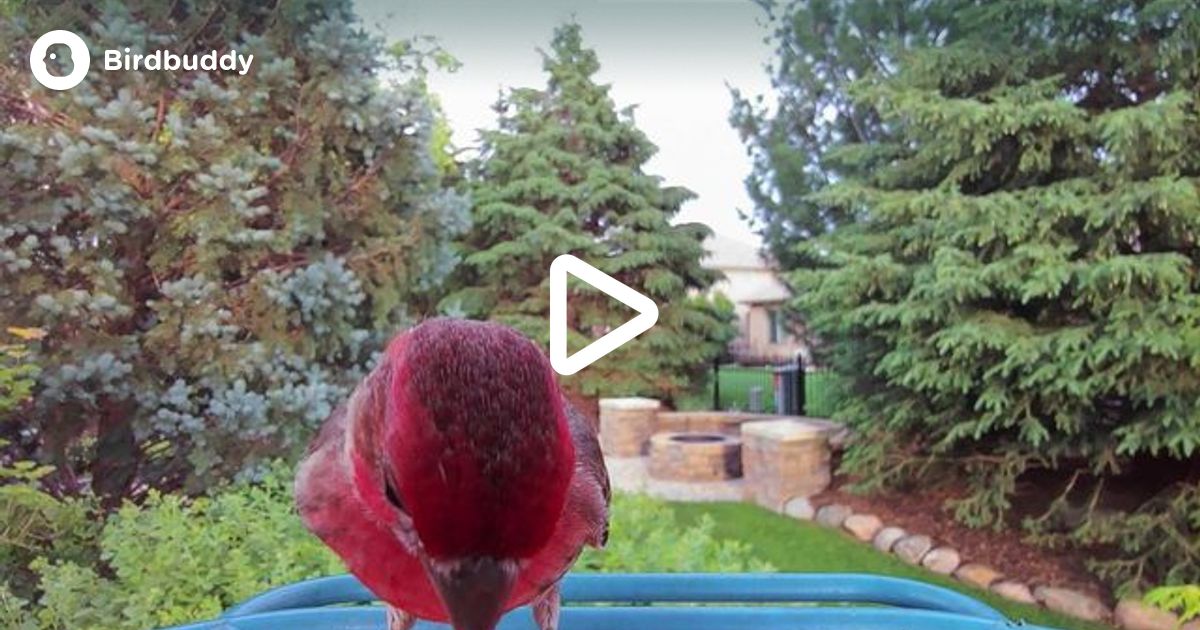 Check out video of House Finch, House Sparrow landing on My Flock feeder