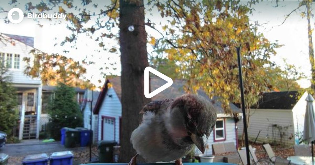 Check out video of House Sparrow landing on College Park Coop feeder