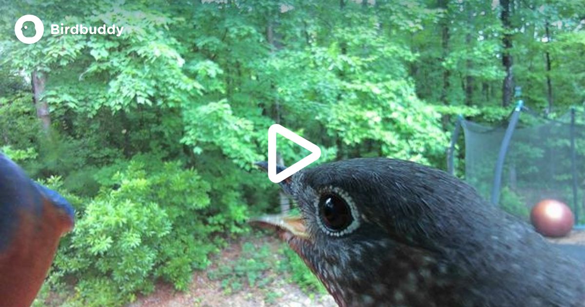 Check out video of Common Starling, Fox Sparrow, American Robin landing ...