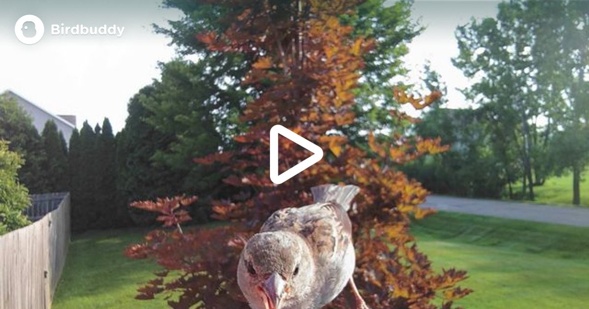 Check out video of House Sparrow landing on Bird Buddy feeder