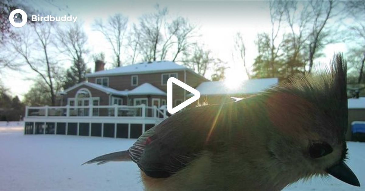 Check out video of White-Breasted Nuthatch, Tufted Titmouse landing on ...