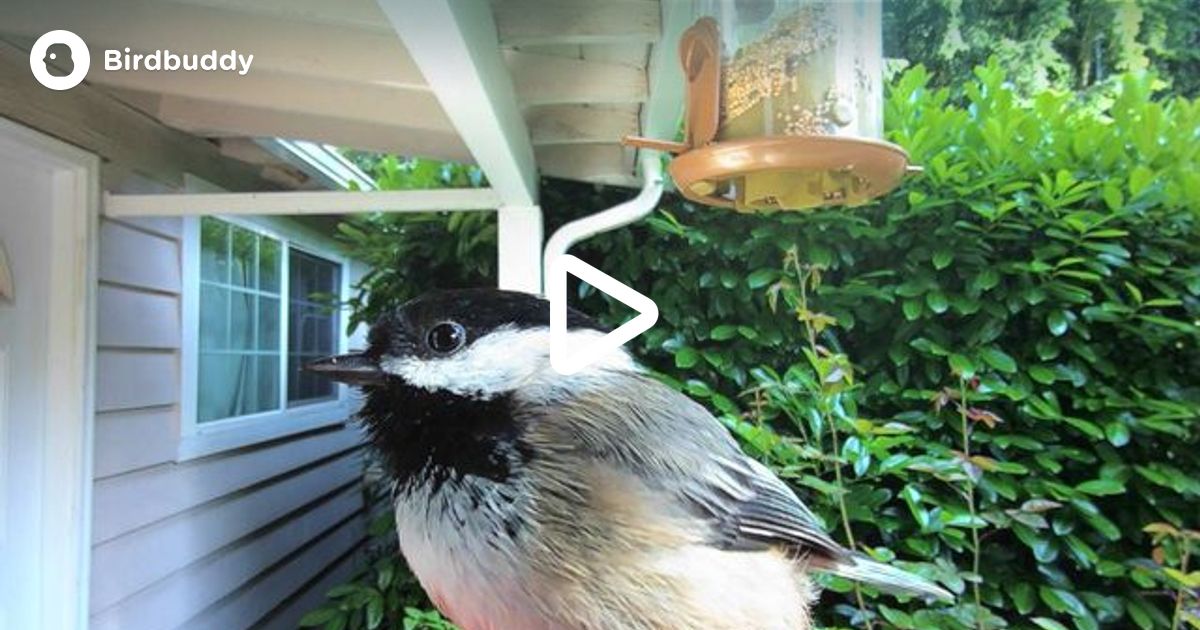 Check out video of Black-Capped Chickadee landing on Niks Bird Buddy feeder