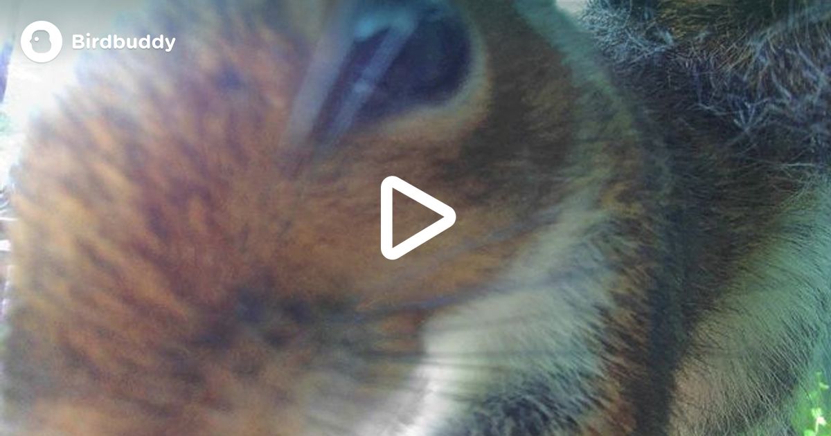 Check out video of Squirrel landing on reeseyrobins's Bird Buddy feeder