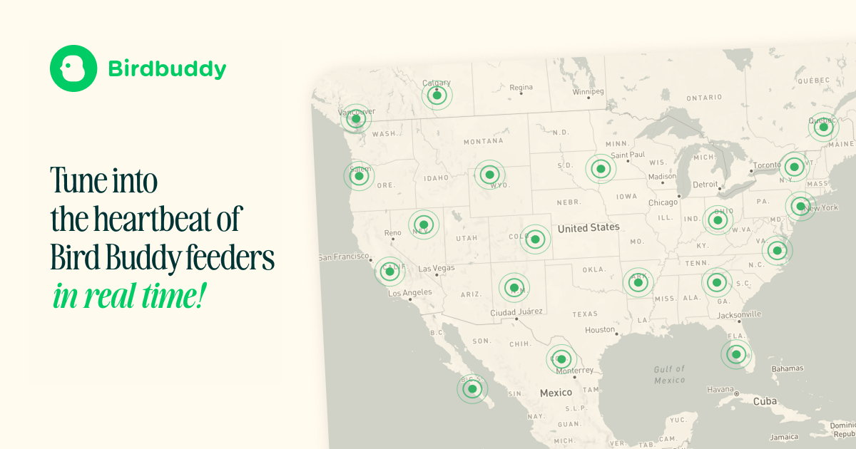 Live Bird Sightings - Real-time Birdbuddy Network